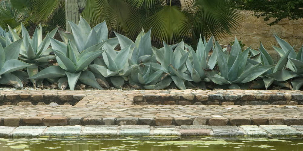 5 Stunning Desert-Friendly Plants for Your Phoenix Landscape Design ...